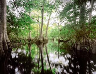 Everglades Color | John Brady Photography