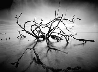 Everglades Black and White | John Brady Photography