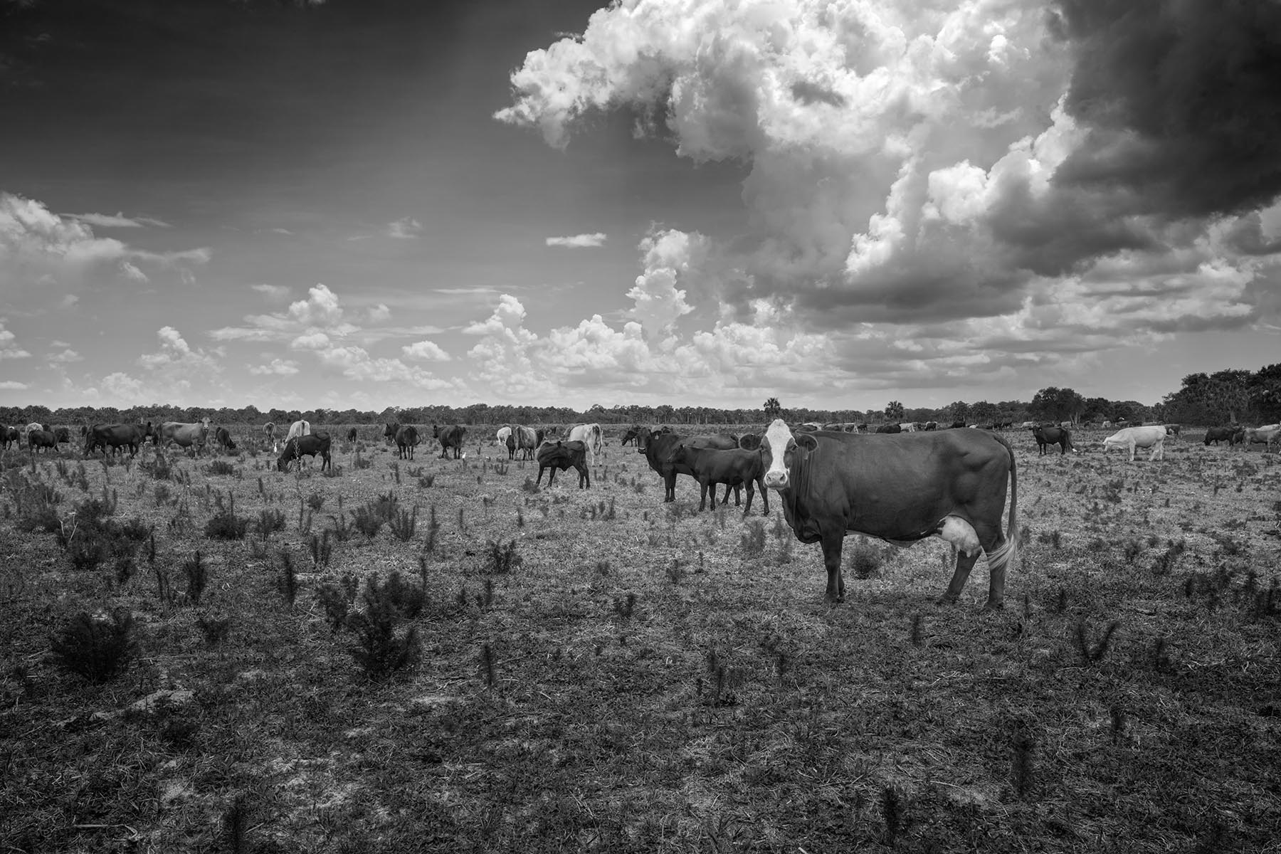 Collier Ranch #8 | John Brady Photography