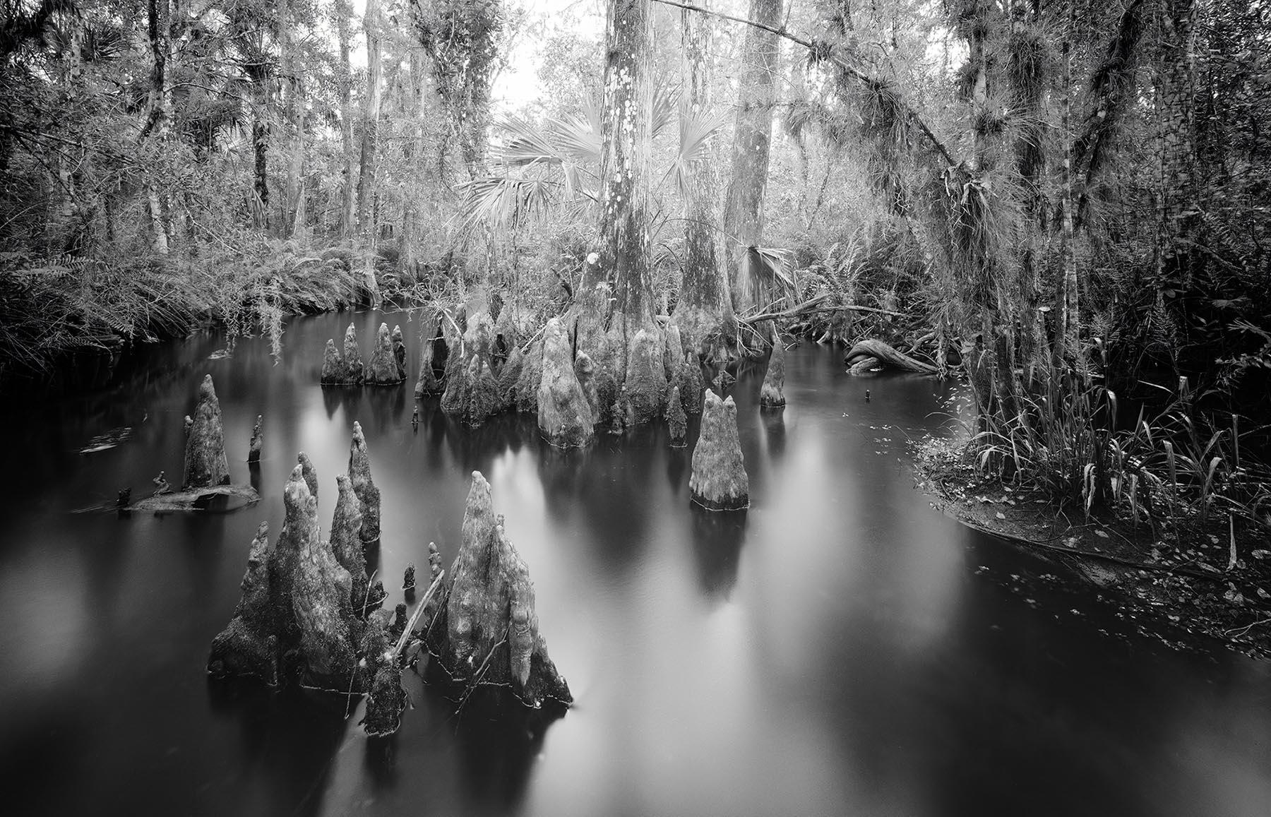 Jack's Branch #2 | John Brady Photography