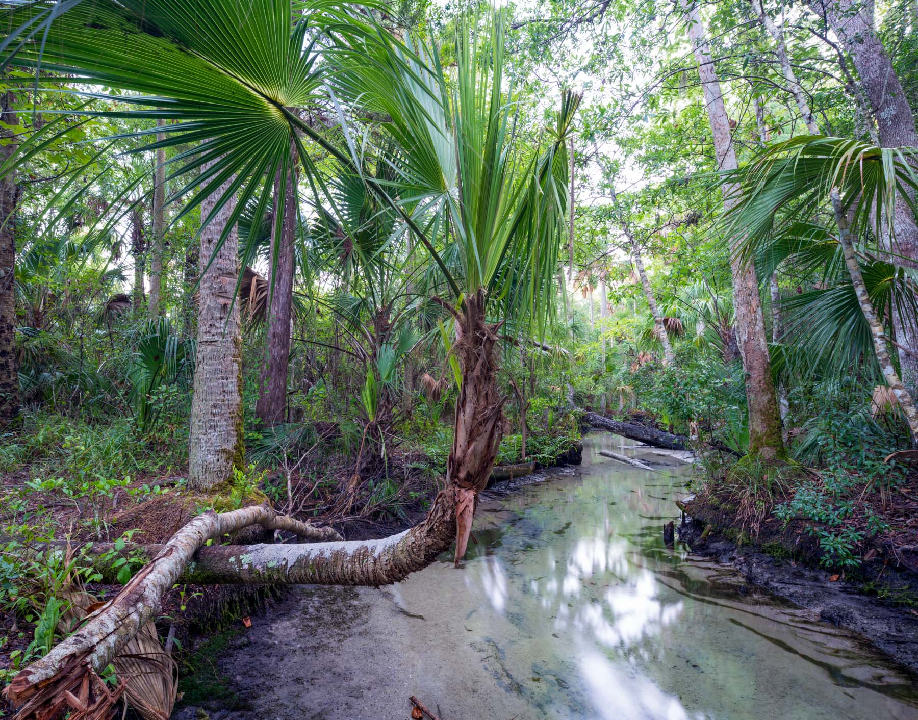 Spring Run | John Brady Photography
