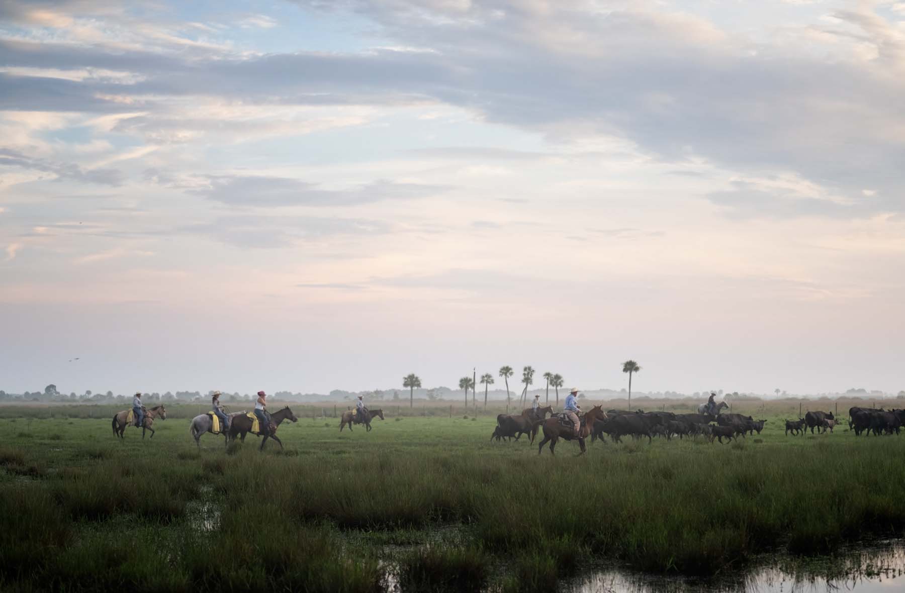 Florida Cattle Lands Color | John Brady Photography