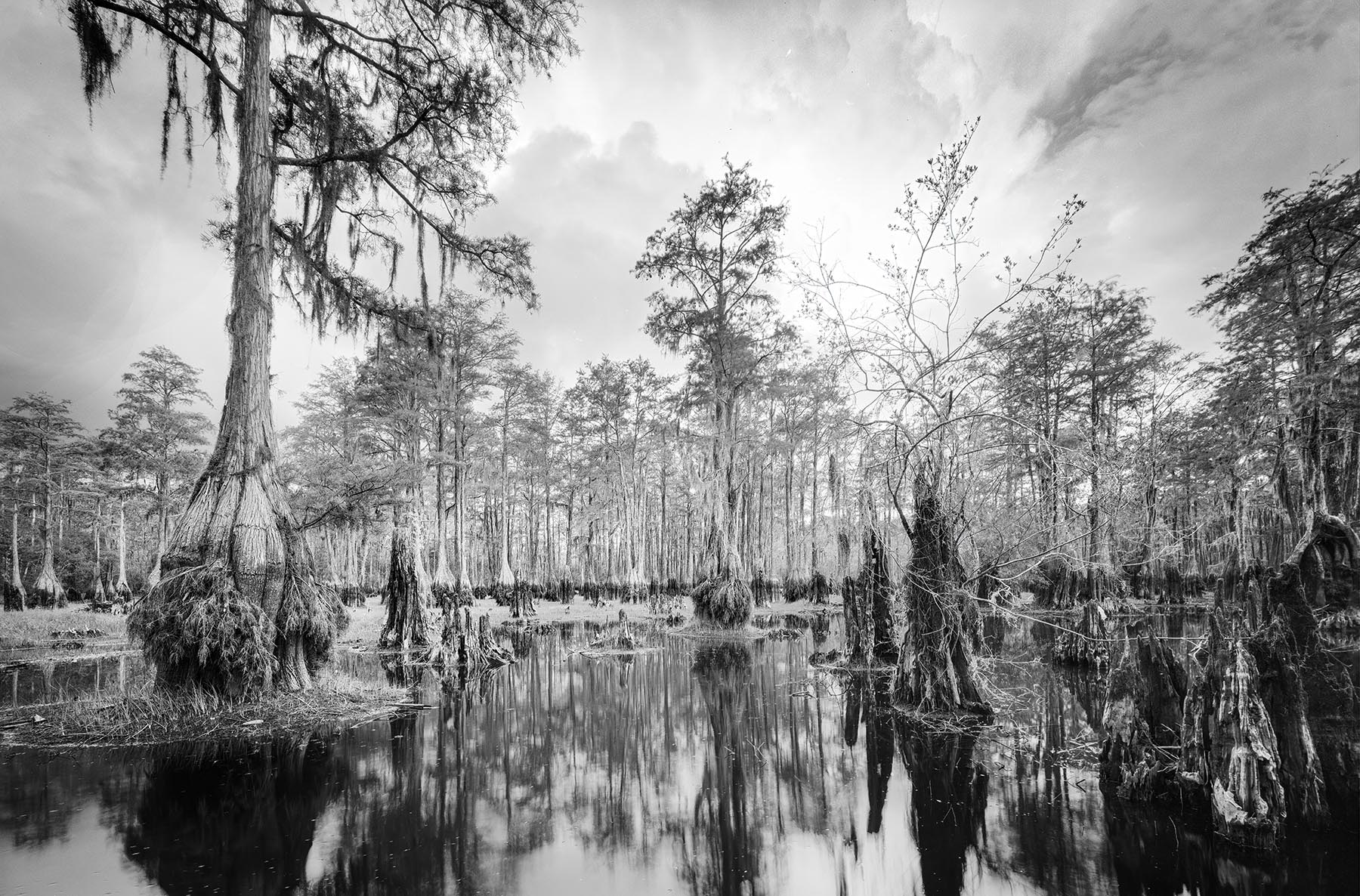 Tallahassee Swamp | John Brady Photography