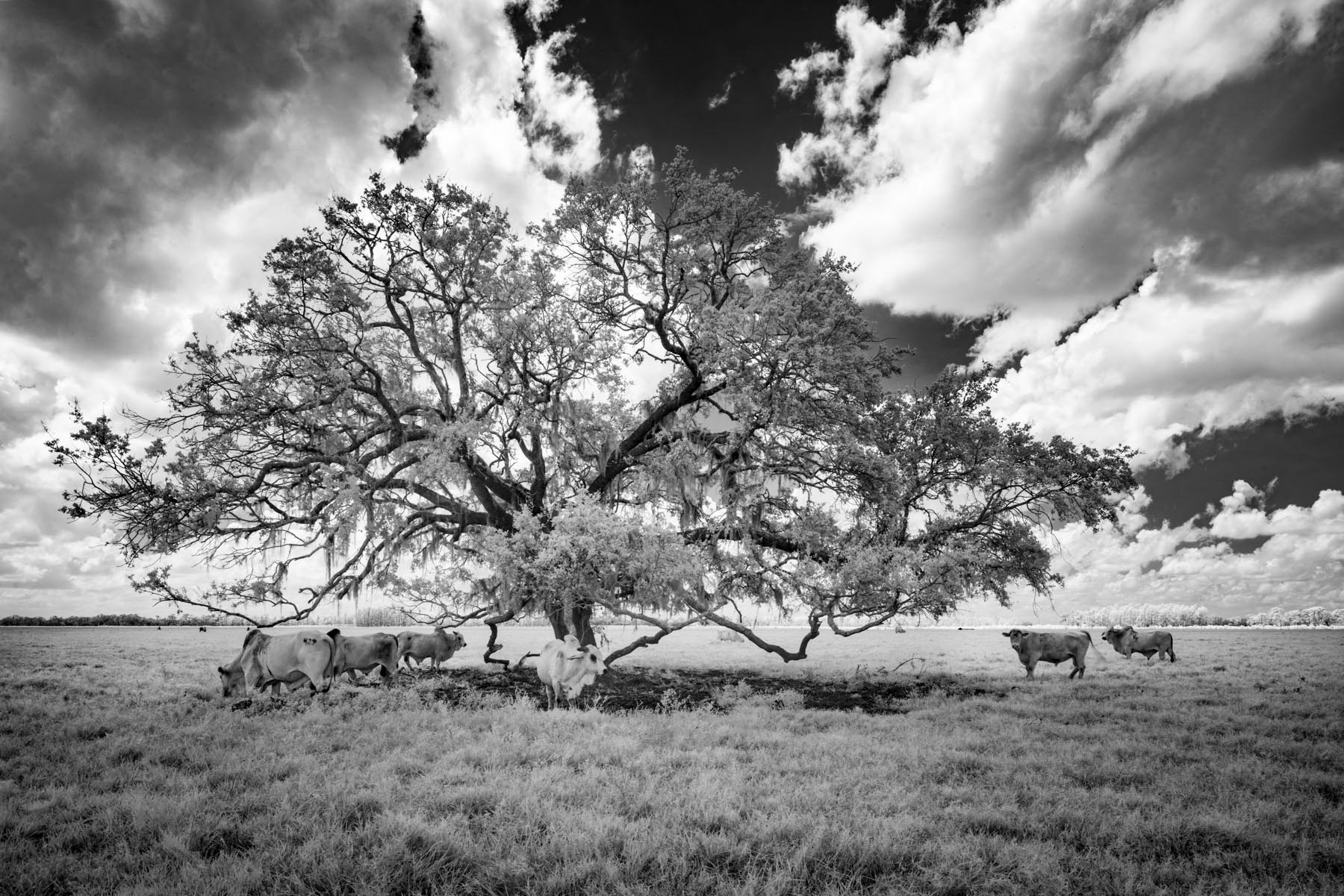 Venus Brahmas 1 John Brady Photography venus-brahmas-1-john-brady-photography